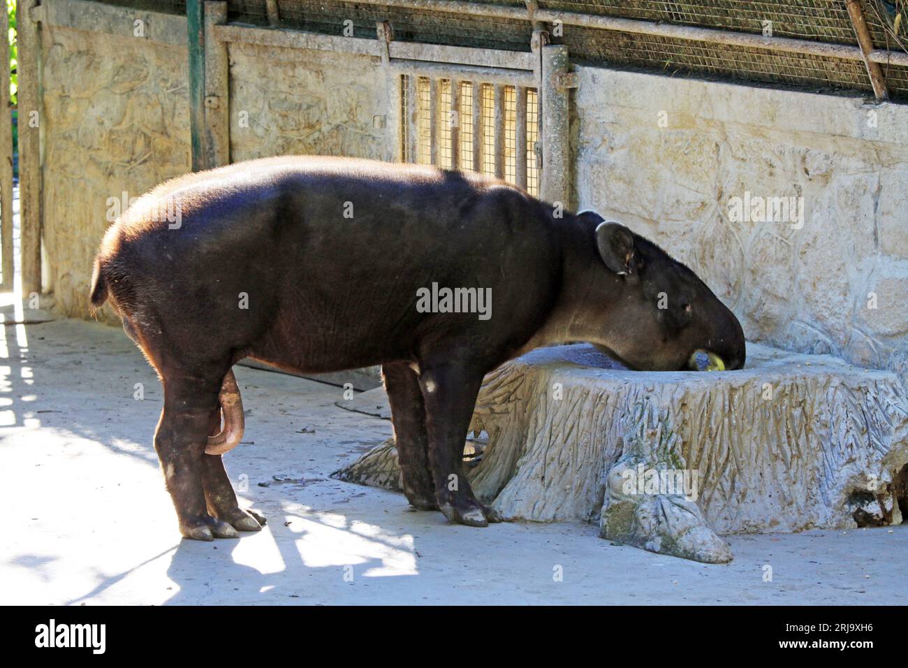 Central american tapirs hi-res stock photography and images - Alamy