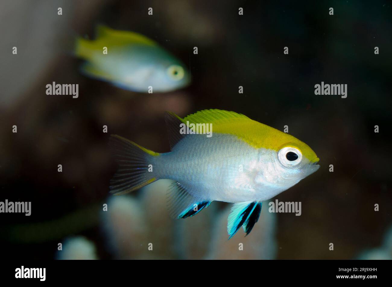 Royal damsel hi-res stock photography and images - Alamy