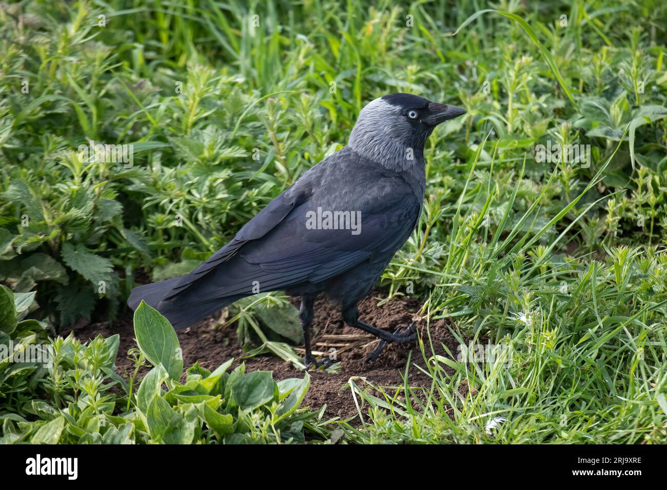 A jackdaw hi-res stock photography and images - Alamy