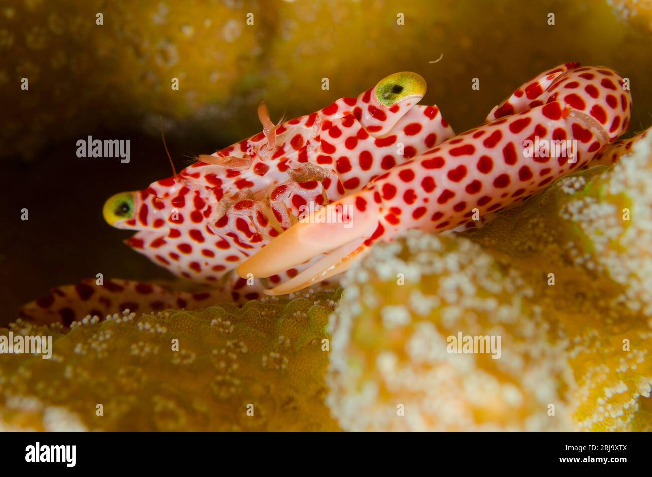 Red-spotted Guard Crab, Trapezia tigrina, in Hard Coral, Acropora sp ...