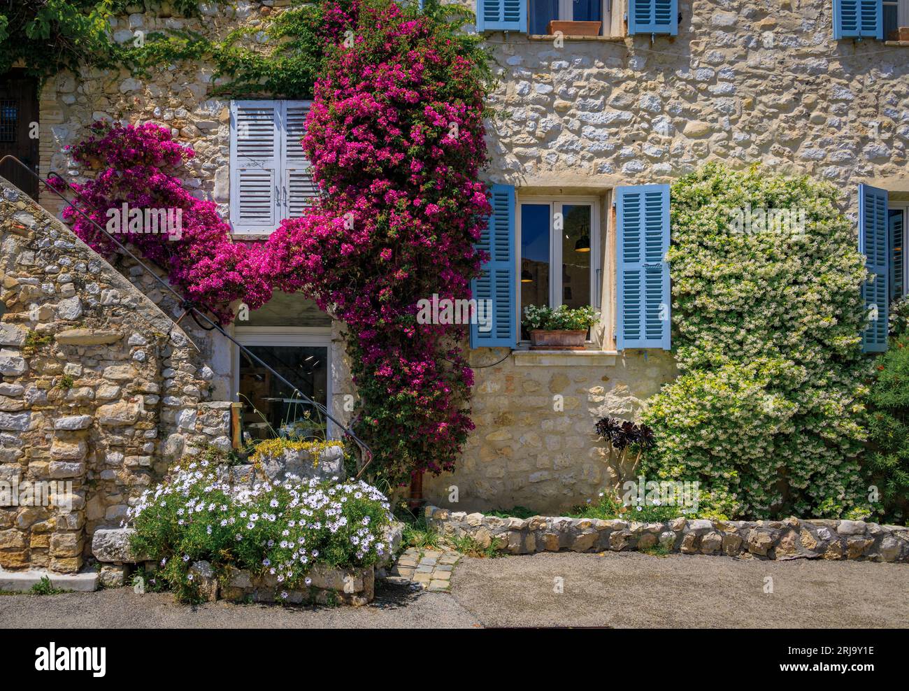 Blooming bougainvilia, jasmine and ivy covered wall of am old stone ...