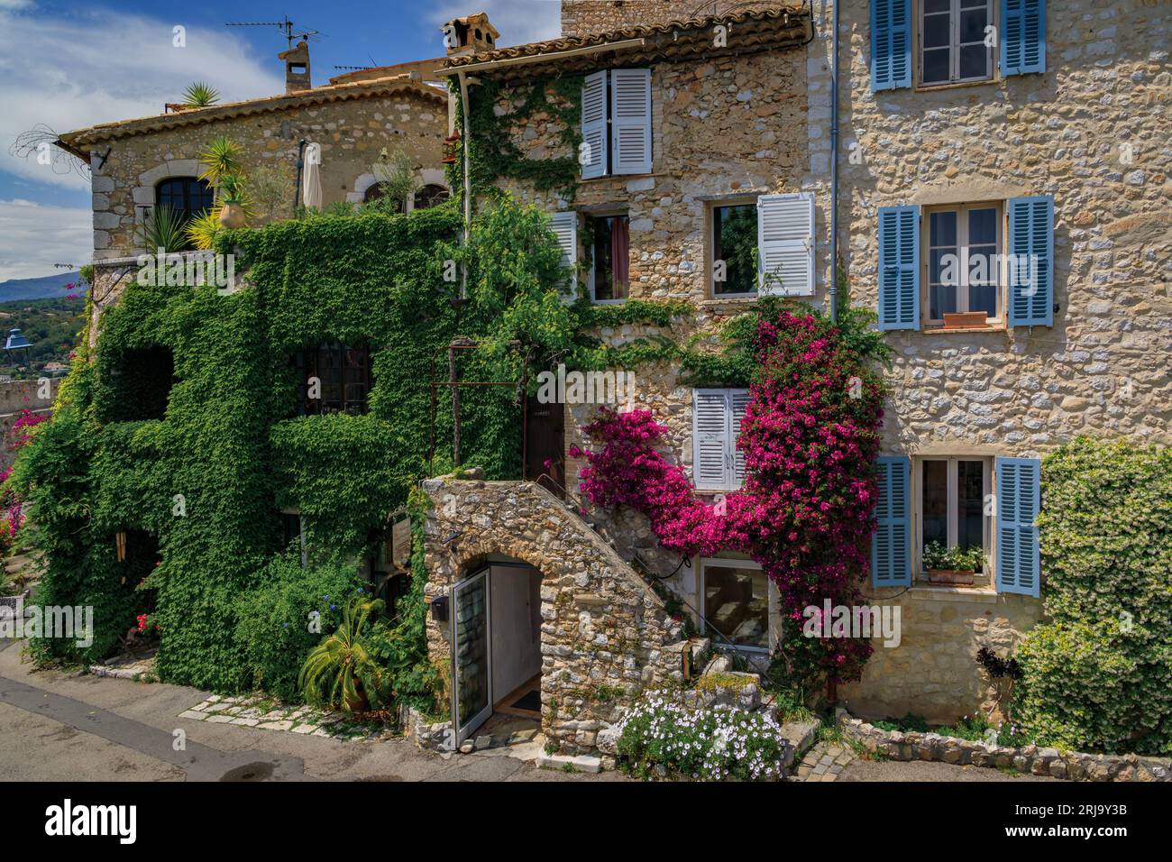 Blooming bougainvilia, jasmine and ivy covered wall of am old stone ...