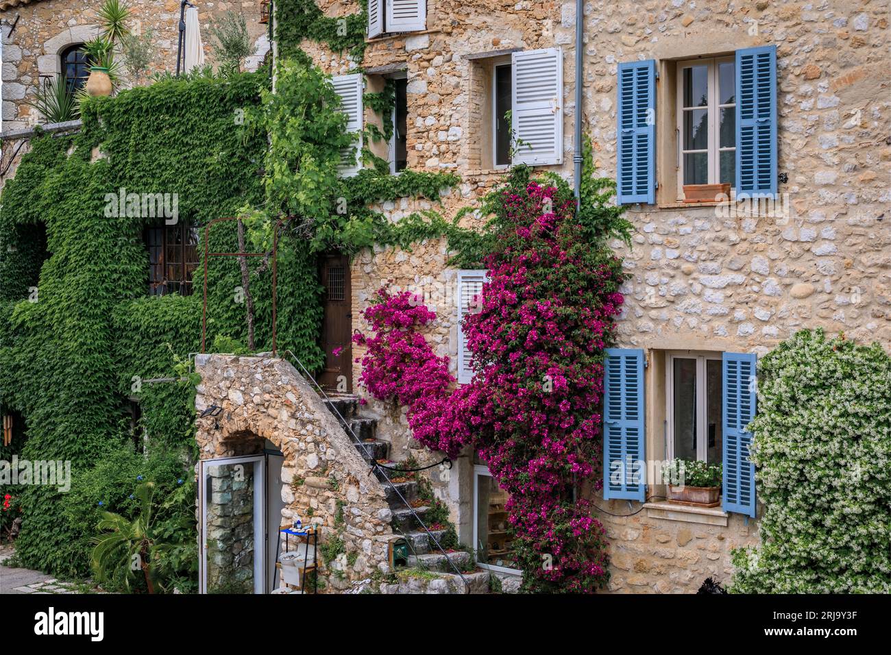 Blooming bougainvilia, jasmine and ivy covered wall of am old stone ...