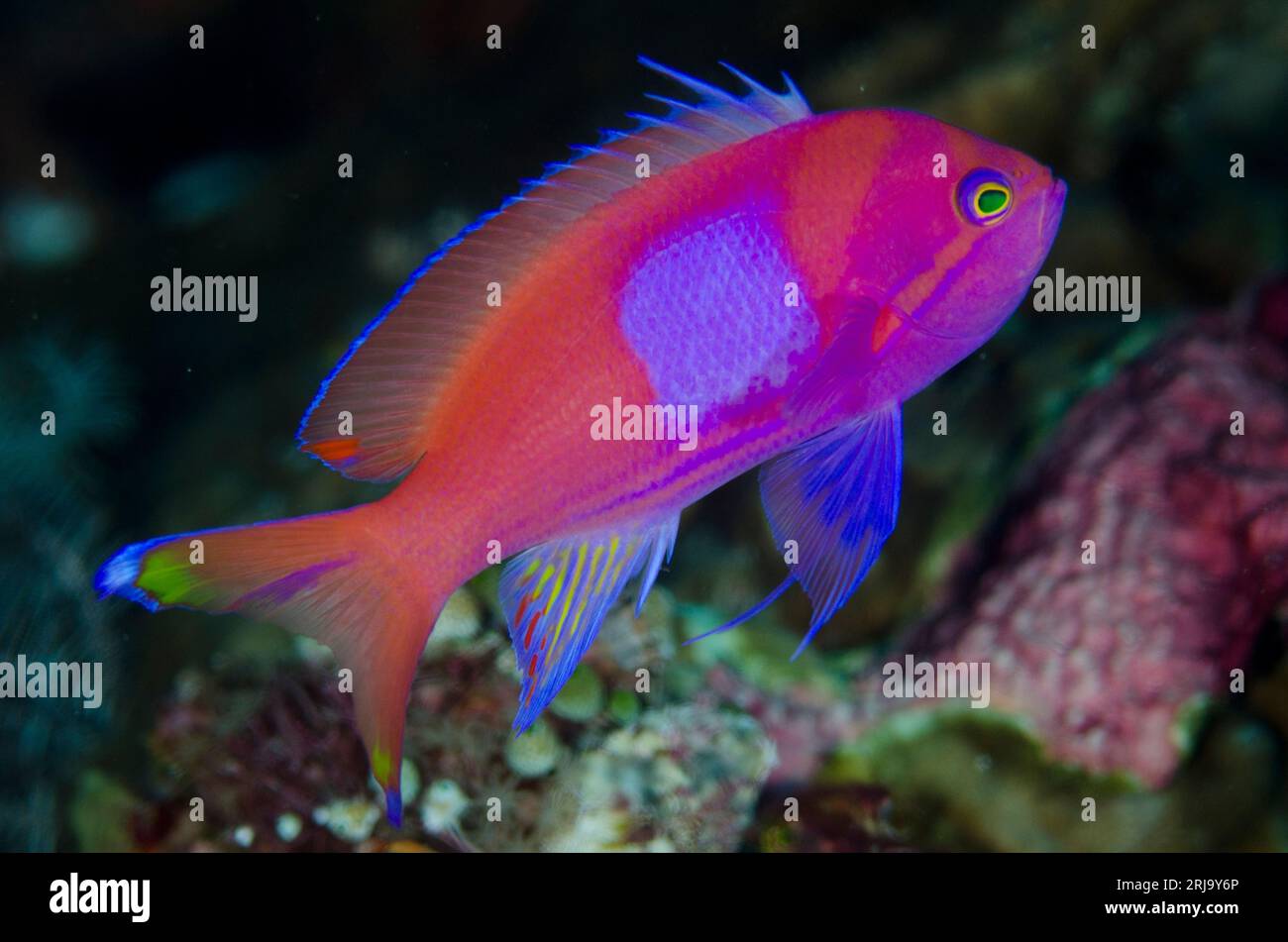 Male Squarespot Anthias, Pseudanthias pleurotaenia, Kalbur dive site ...