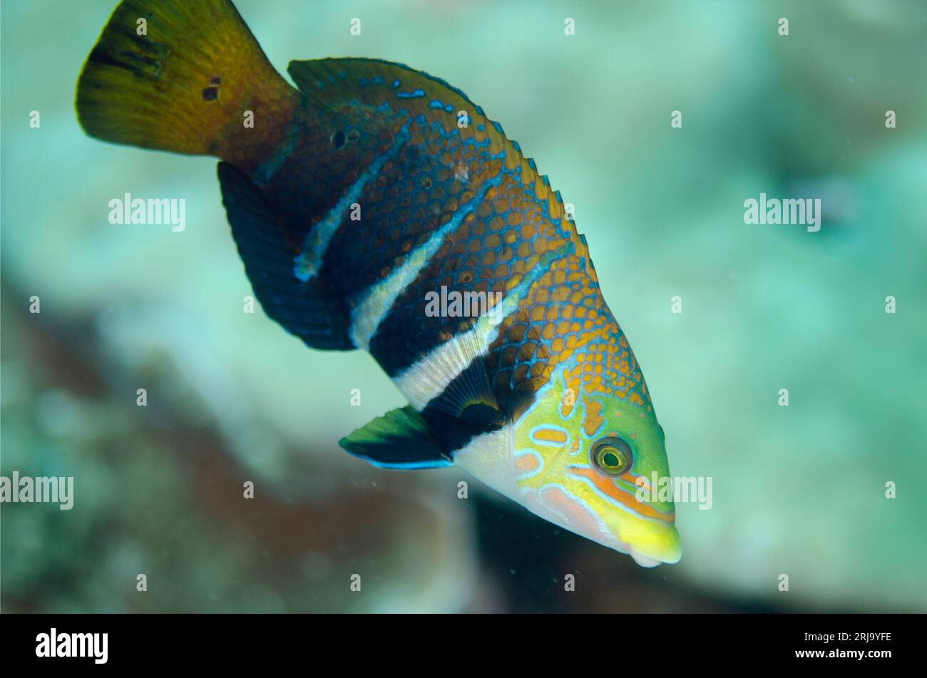 Barred Thicklip Wrasse, Hemigymnus fasciatus, Kalbur dive site, Kalbur ...