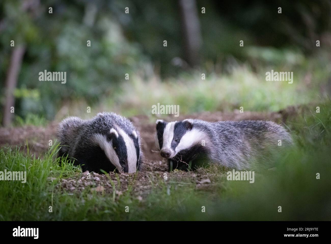 European Badgers [ Meles meles ] outside set Stock Photo - Alamy