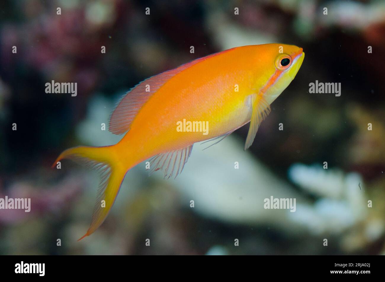 Female Redfin Anthias, Pseudanthias dispar, Kalbur dive site, Kalbur ...