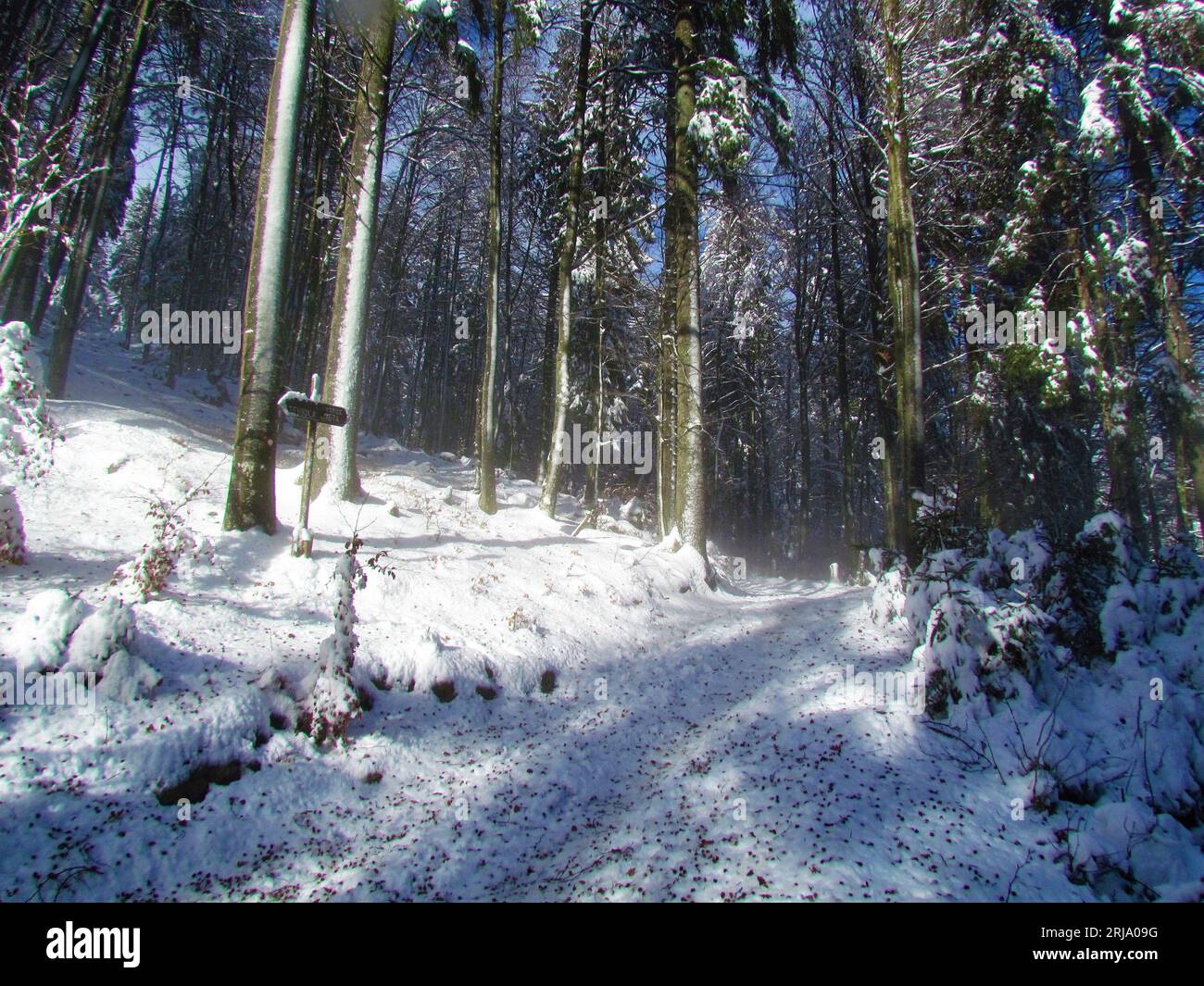 Mixed conifer and broadleaf forest covered in snow lit by sunlight ...