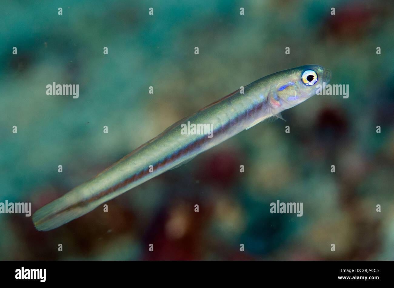 Female Poreless Dartfish, Parioglossus aporos, Wotap Slope dive site ...