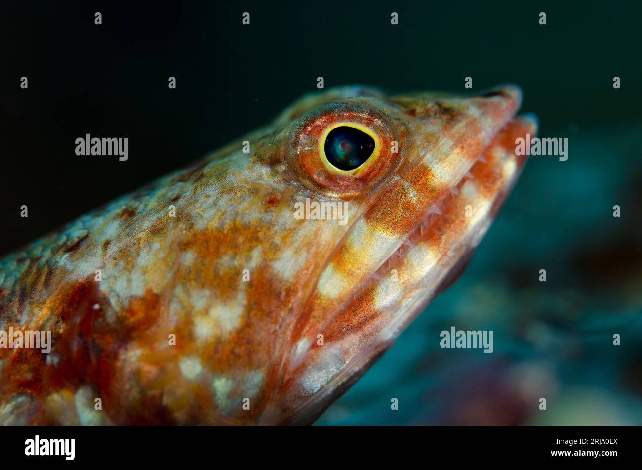 Reef Lizardfish, Synodus variegatus, Wotap Slope dive site, Forgotten ...