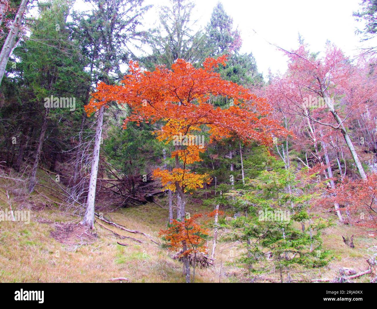 Small beech (Fagus sylvatica) tree in red autumn foliage Stock Photo ...