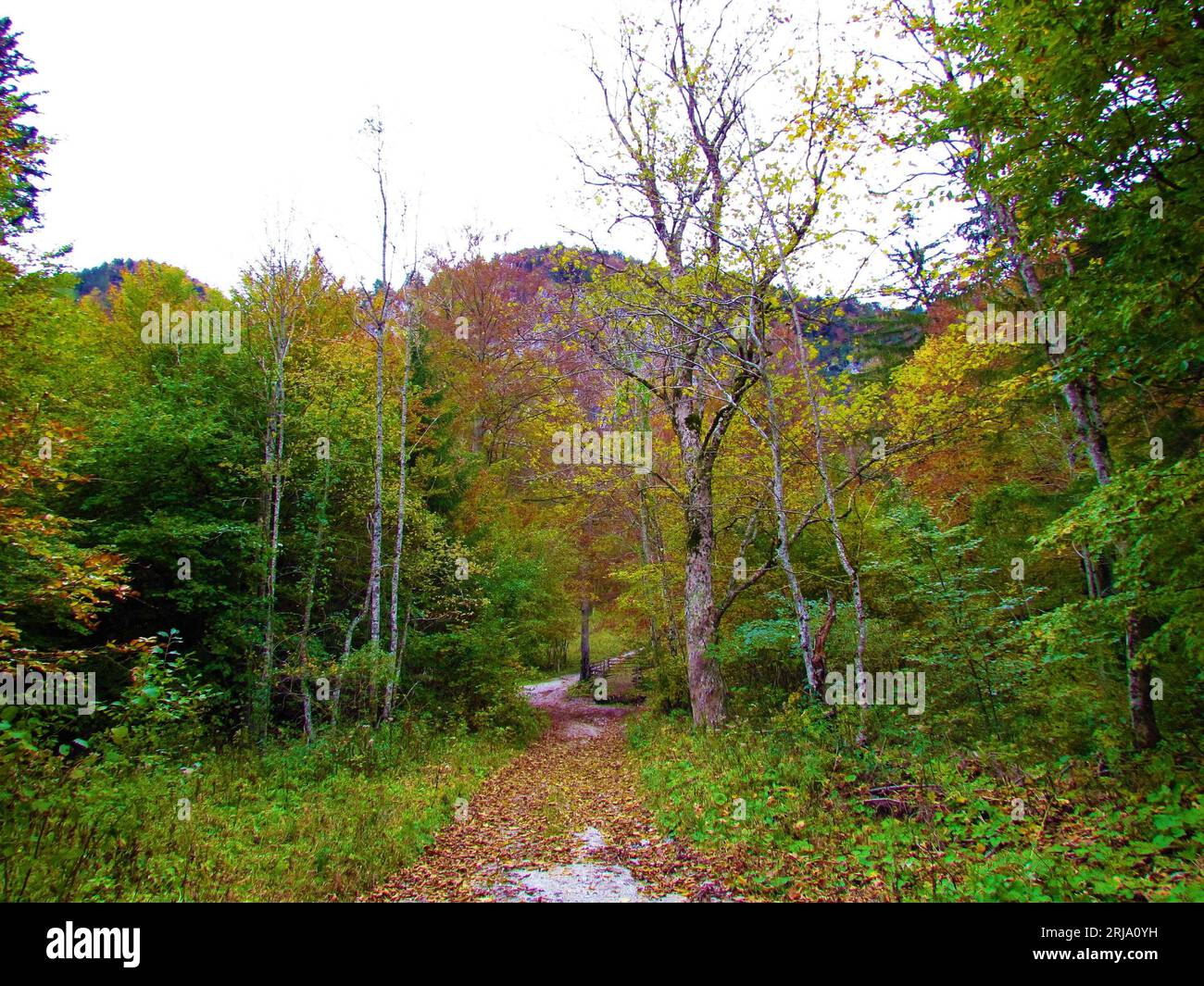 Gravel road leading through a colorful orange and yellow autumn ...