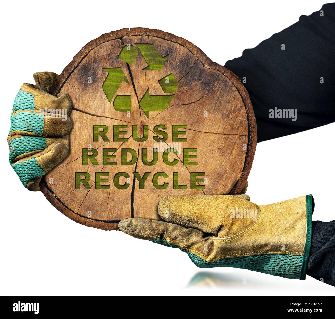 Gloved hands holding a cross section of a tree trunk with a recycle ...