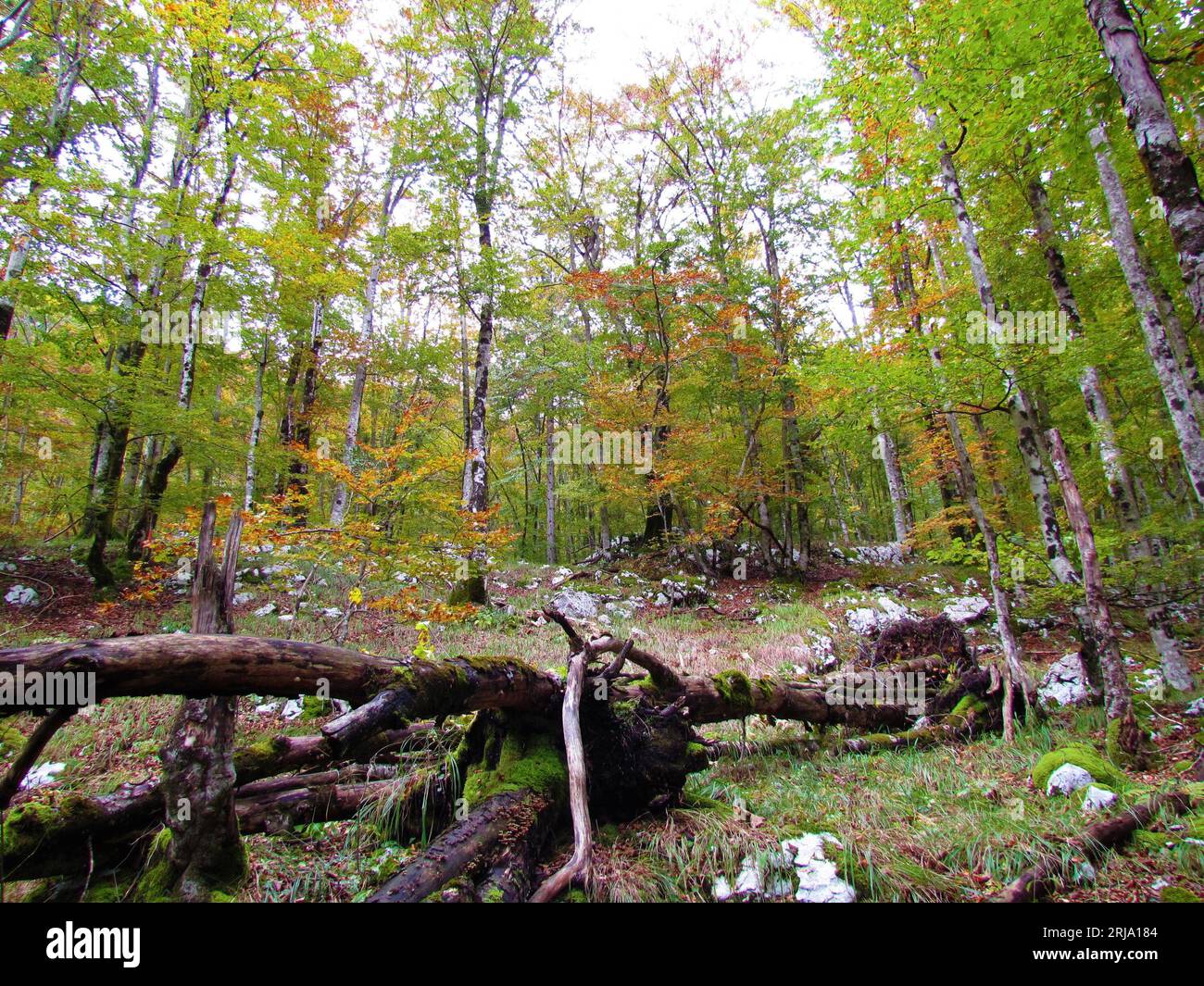 Colorful autumn deciduous, temperate, broadleaf forest and a fallen ...