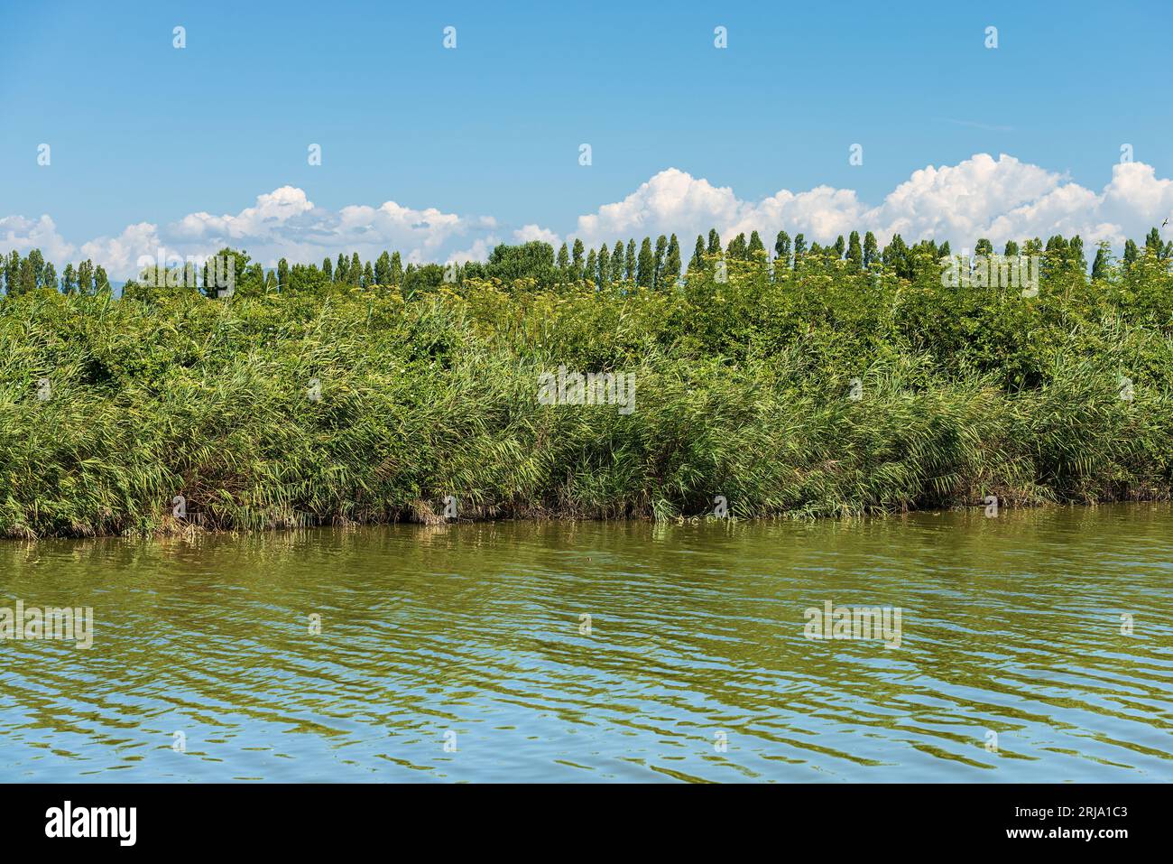 Migliarino san rossore park hi-res stock photography and images - Alamy