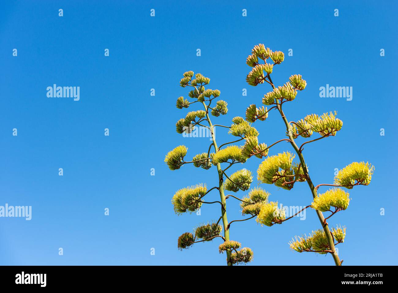 Two yellow and green agave flowers against a clear blue sky with copy ...