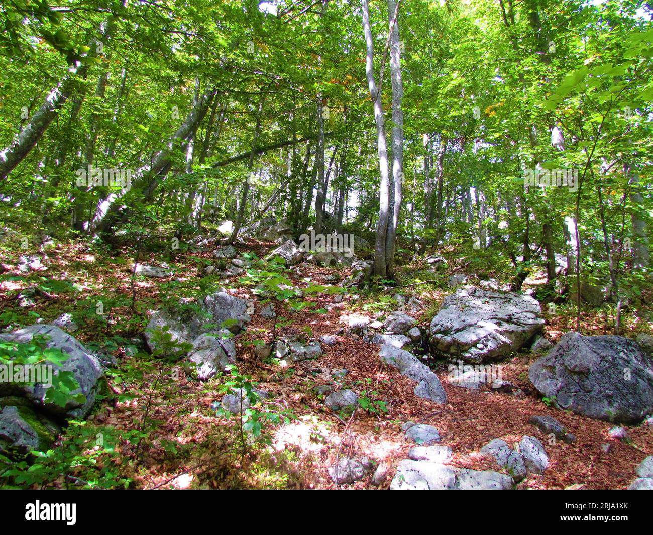 Temperate, deciduous, broadleaf beech forest with sunlight shining on the ground Stock Photo - Alamy