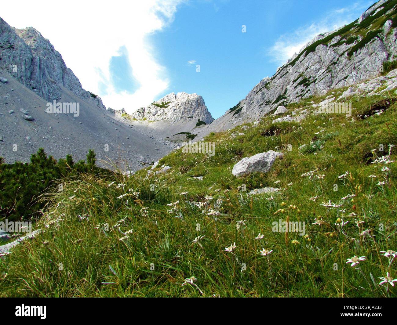 Alpine valley in Karavanke mountains, Slovenia and edelweiss ...