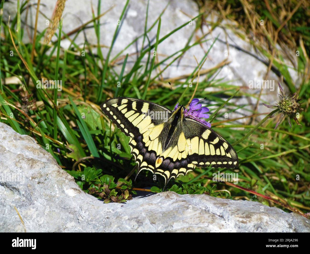 Black swallowtails hi-res stock photography and images - Alamy