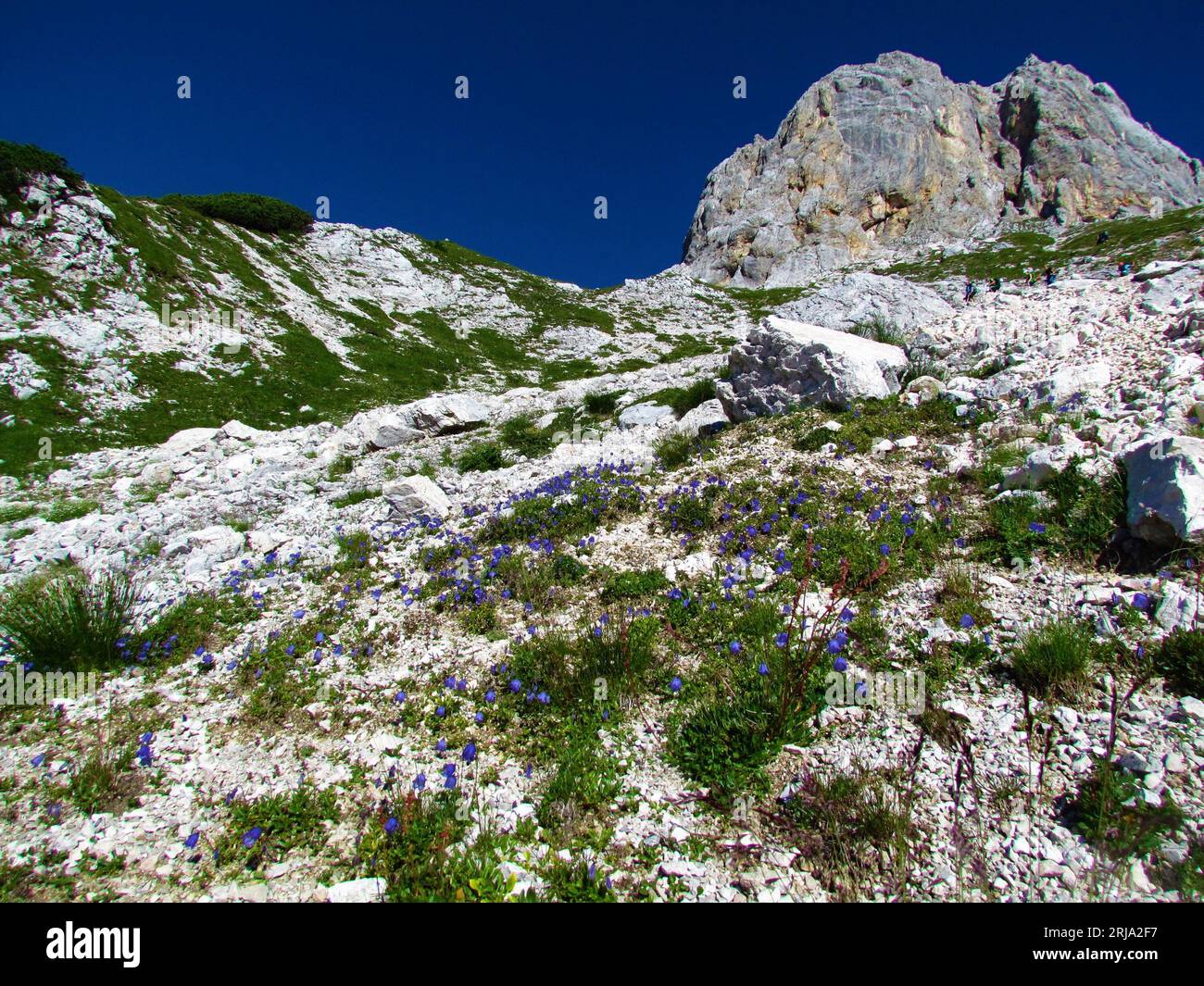 Rocky alpine landscape with blue earleaf bellflower (Campanula ...