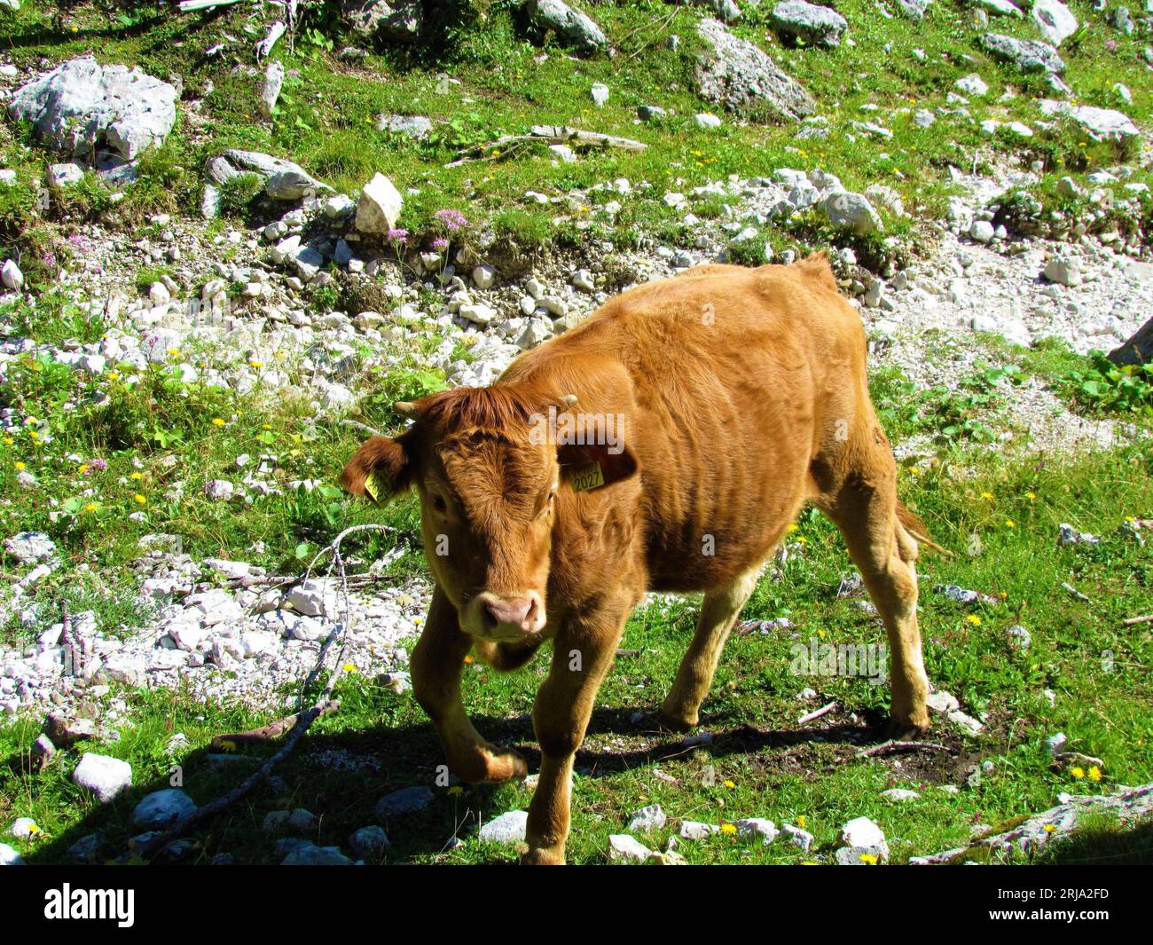 Young cow calf in light brown color Stock Photo - Alamy