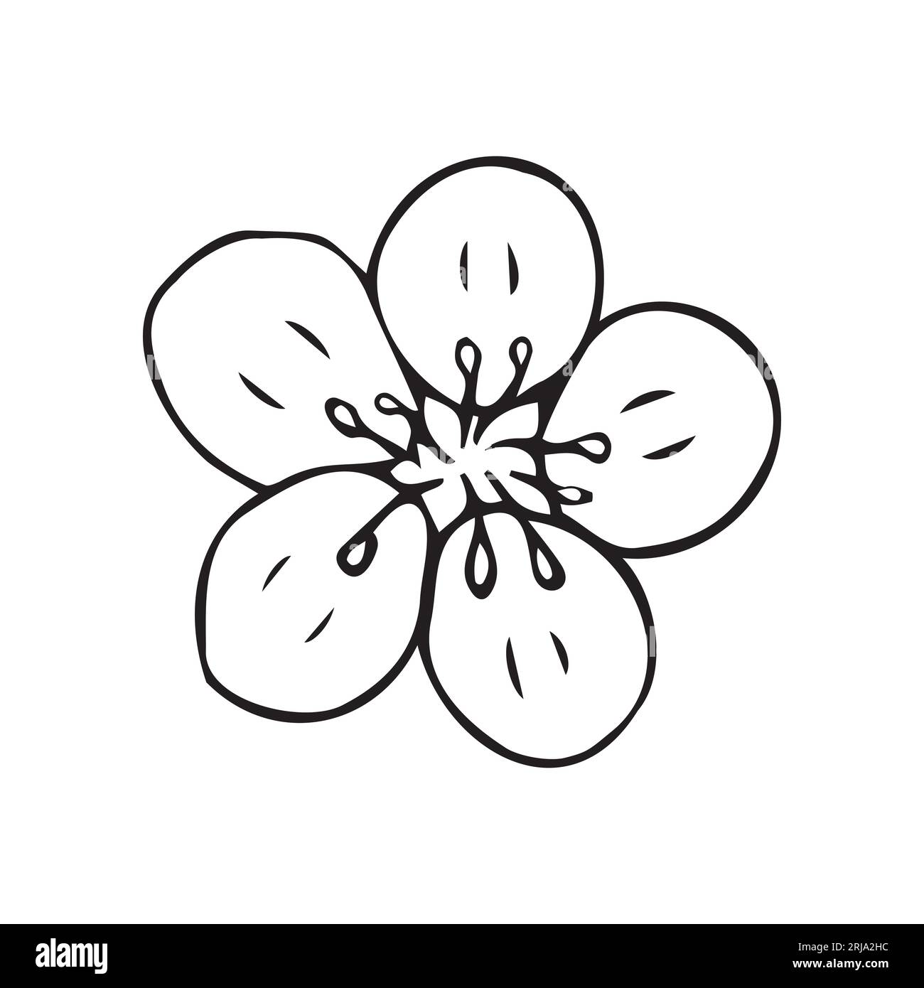 Vector hand drawn doodle sketch sakura flower isolated on white ...