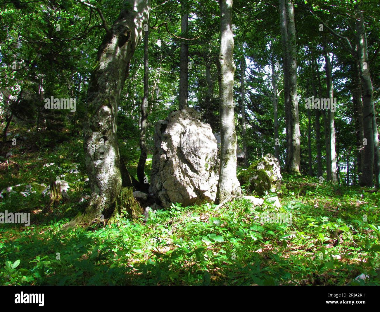 Large rock lit by sunlight in a temperate, deciduous, broadleaf common ...