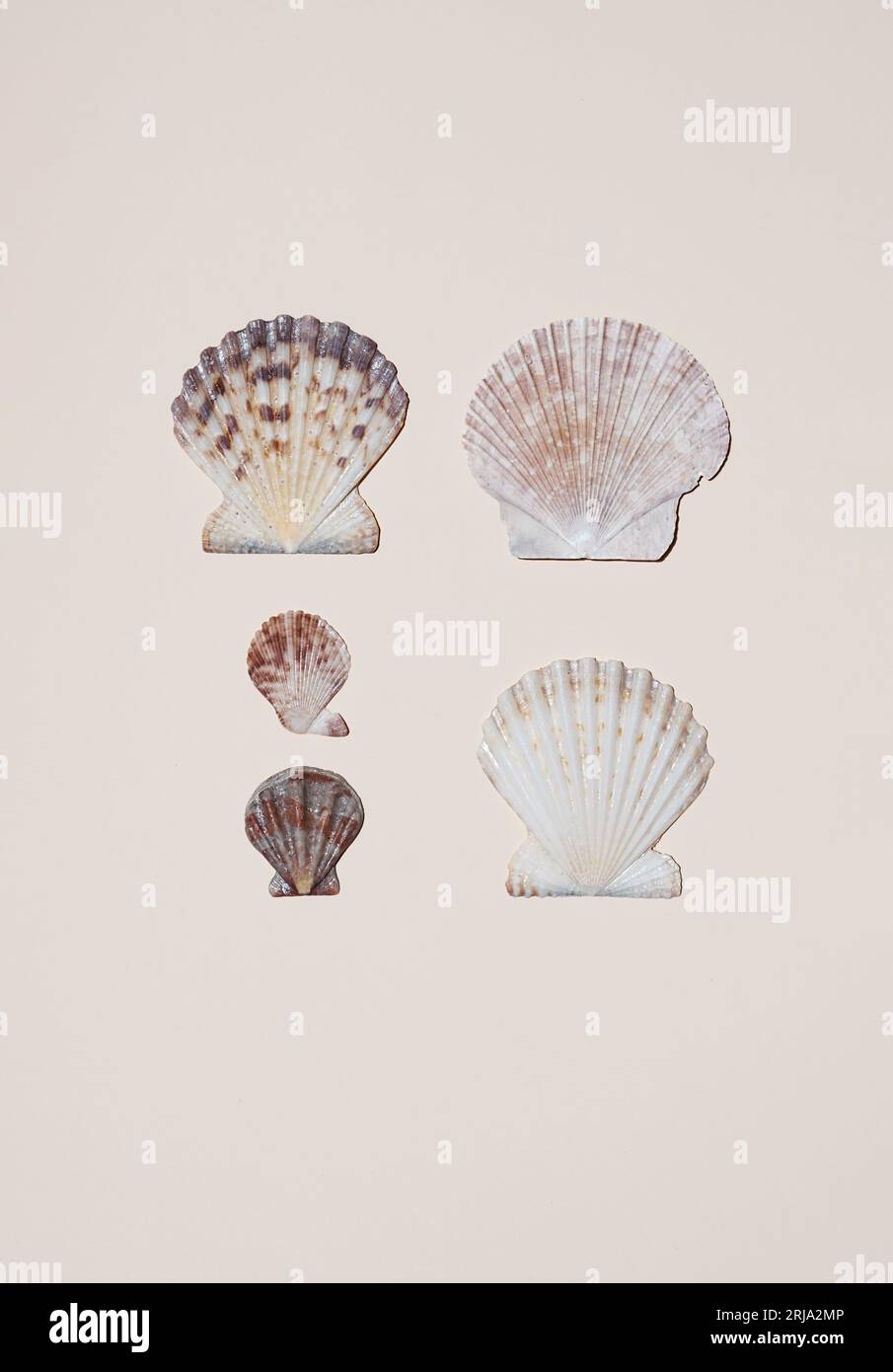 Rare seashells hi-res stock photography and images - Alamy