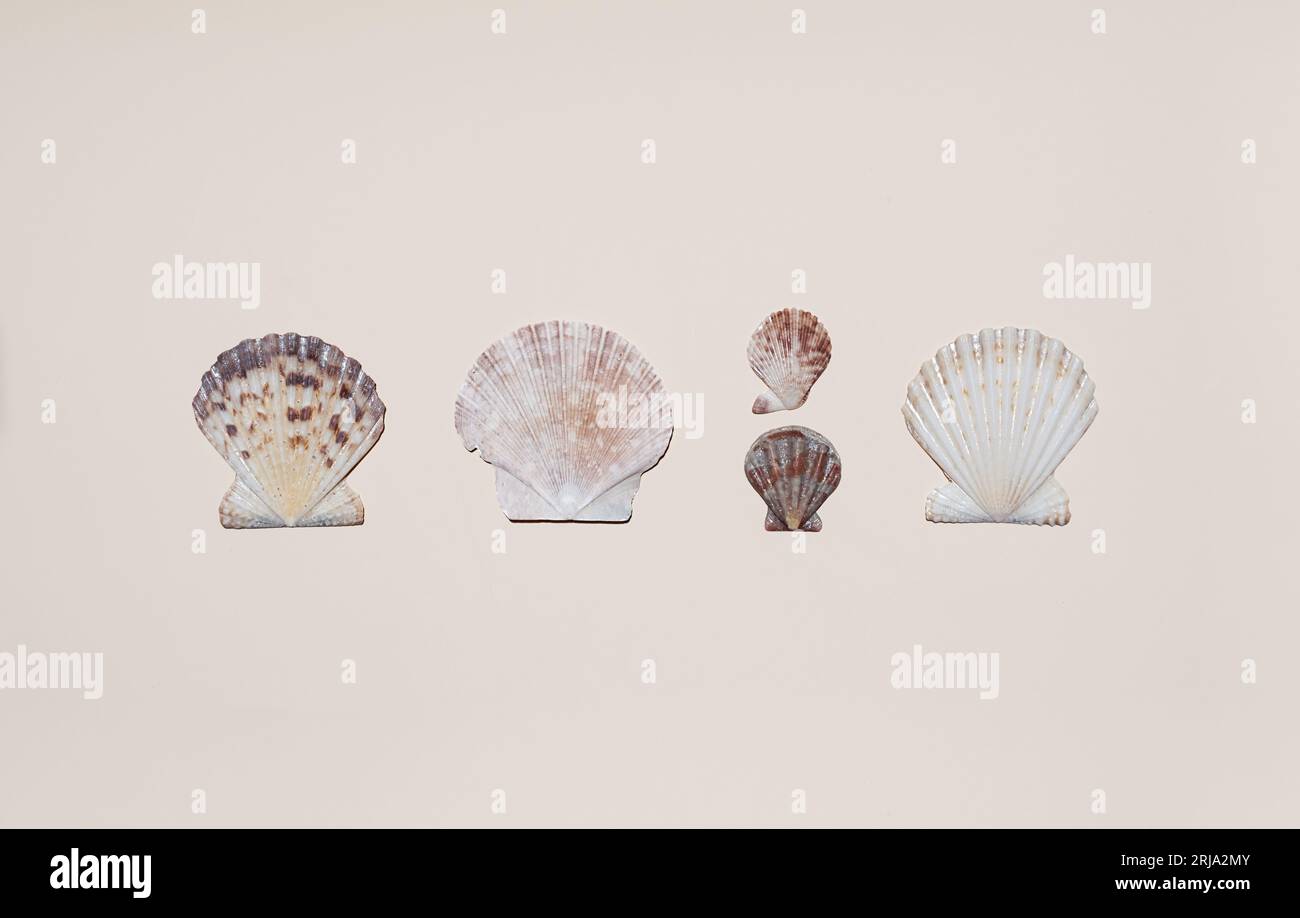 Scallop shells set. Seashells arranged Stock Photo - Alamy
