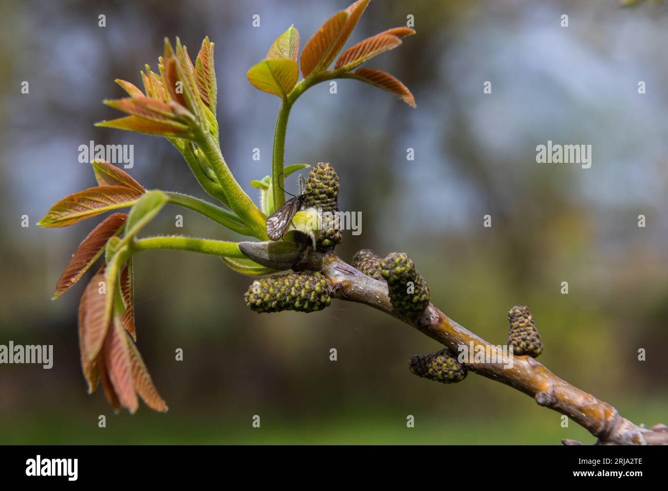 Walnut twig in spring, Walnut tree leaves and catkins close up. Walnut ...