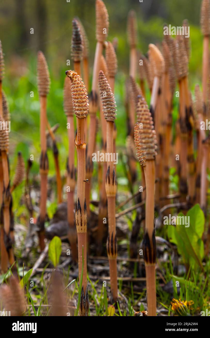 Equisetum arvense, the field horsetail or common horsetail, is an ...
