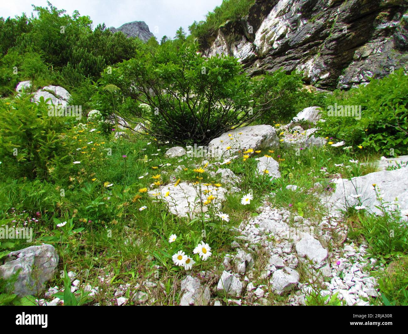 Colorful alpine wild garden with yellow and white daisy flowers and ...