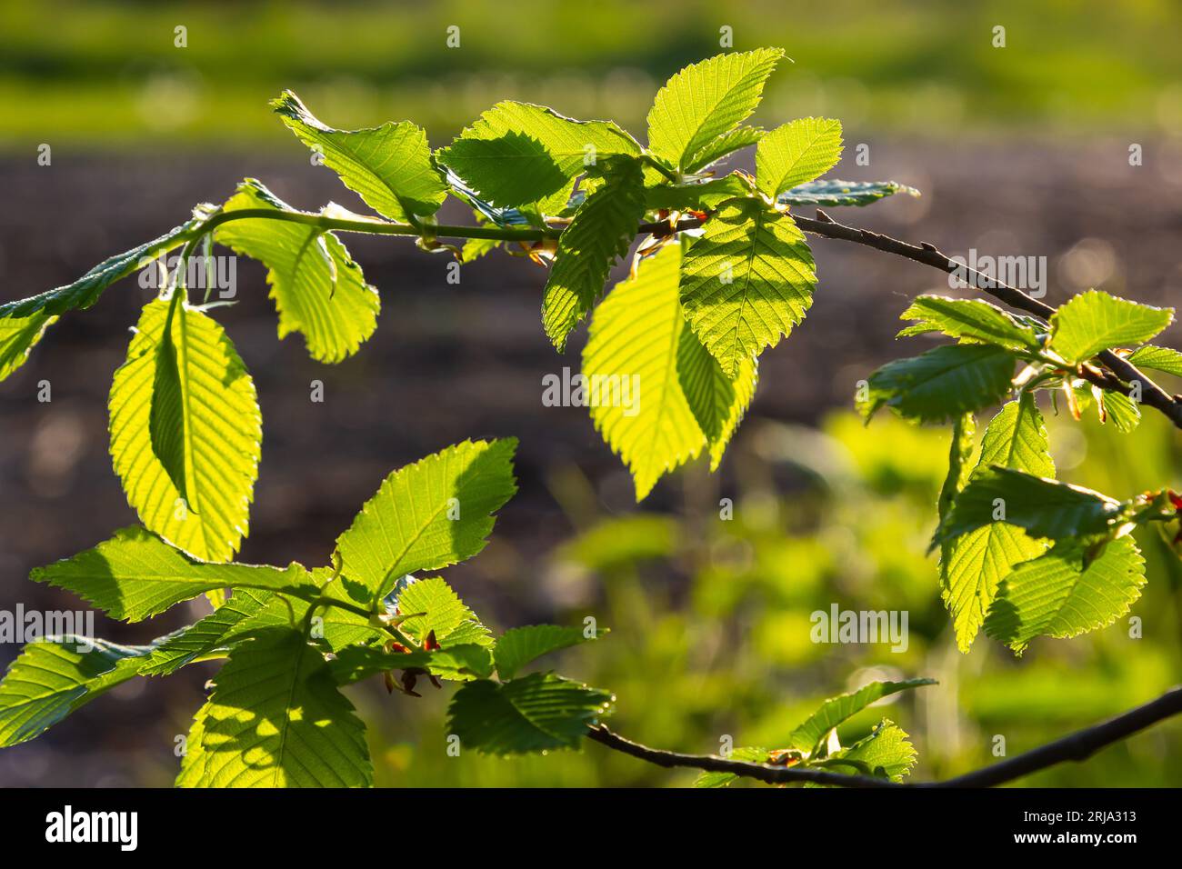 Hornbeam leaf in the sun. Hornbeam tree branch with fresh green leaves ...