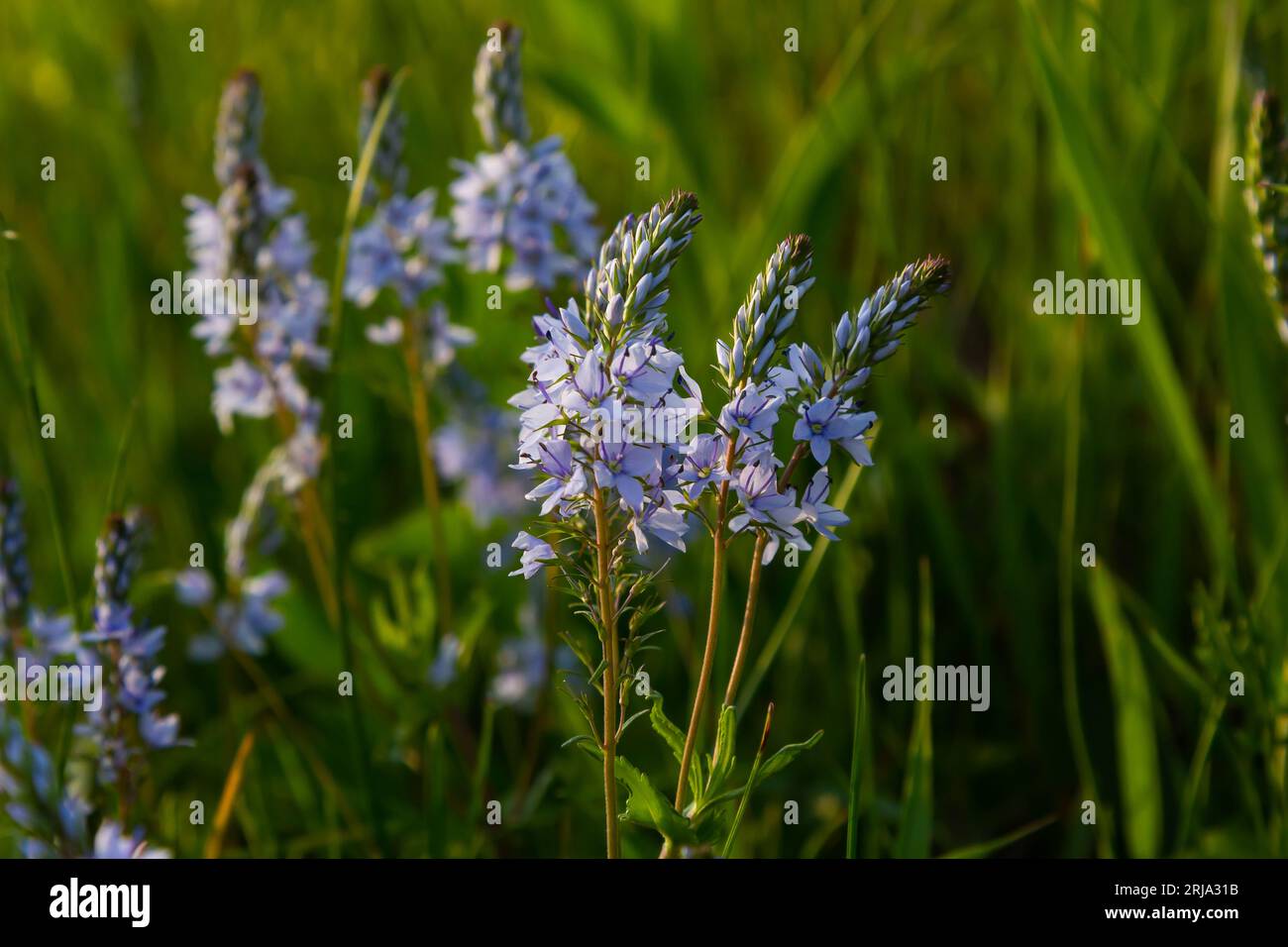 Prostrate weed hi-res stock photography and images - Alamy