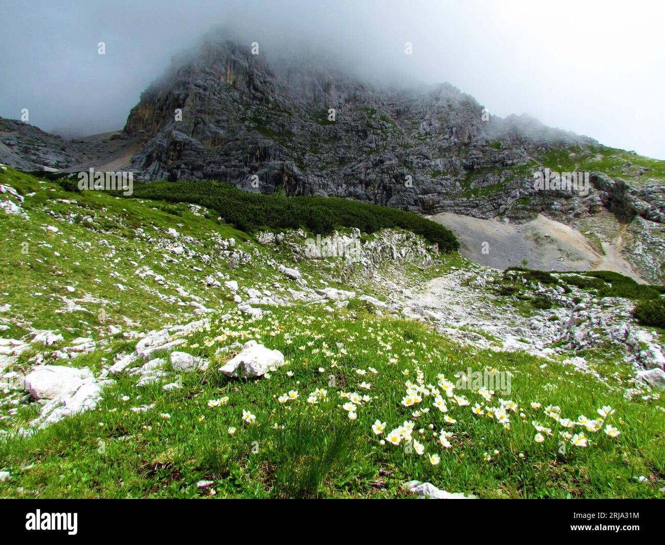 Rocky alpine landscape with meadow covered in mountain avens (Dryas ...