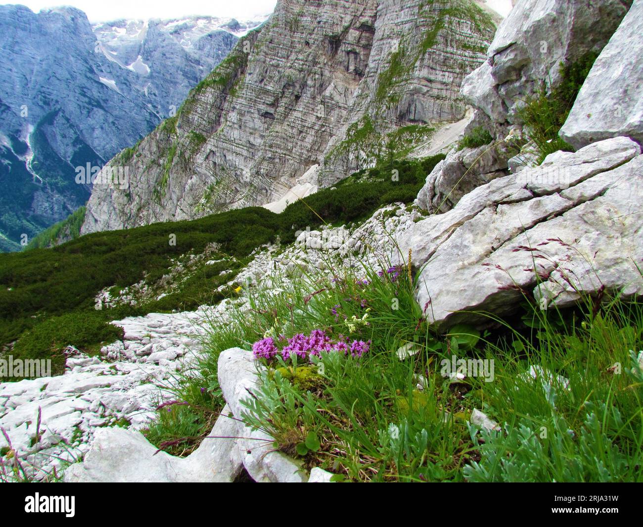 Rocky alpine landscape with mugo pine and pink blooming breckland thyme ...