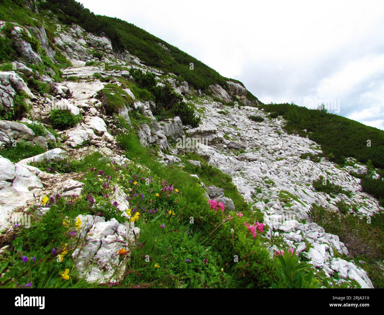 Rocky alpine landscape with mugo pine and yellow, purple and pink ...