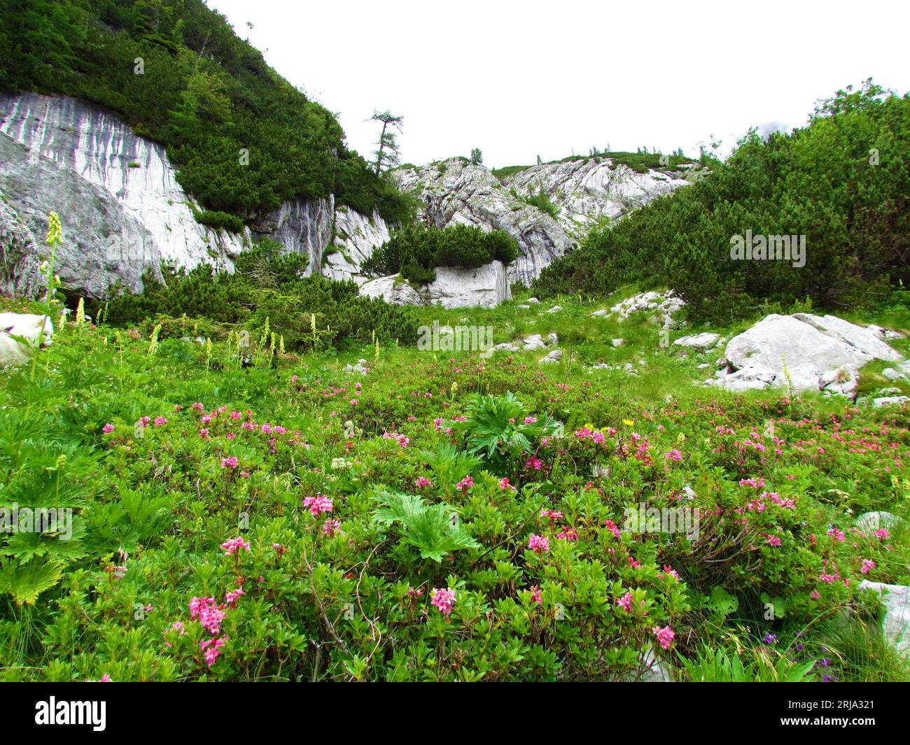 Alpine landscape with pink blooming hairy alpenrose (Rhododendron ...