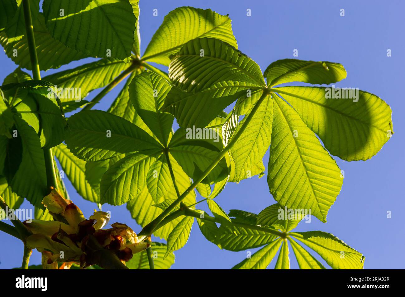 Green Chestnut Leaves in beautiful light. Spring season, spring colors ...