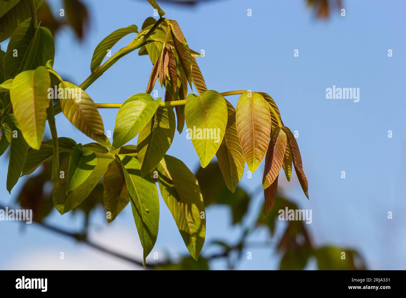 Walnut twig in spring, Walnut tree leaves and catkins close up. Walnut ...