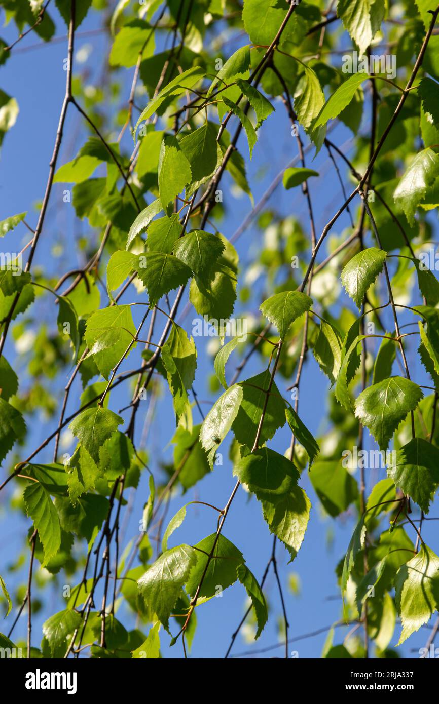 Silver birch betula pendula young hi-res stock photography and images ...
