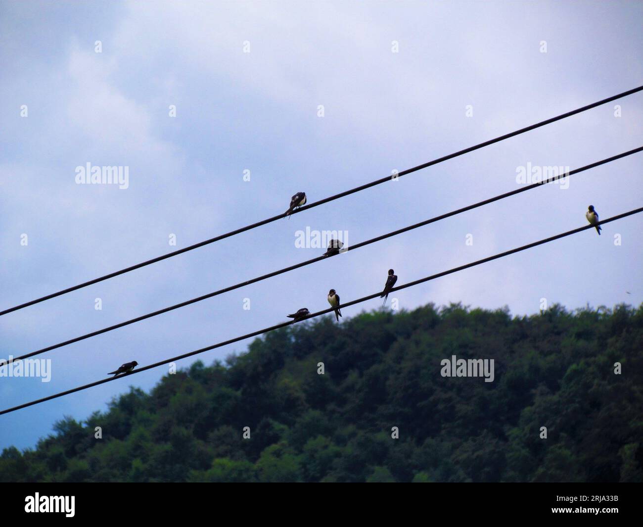 Birds perching on power lines Stock Photo - Alamy