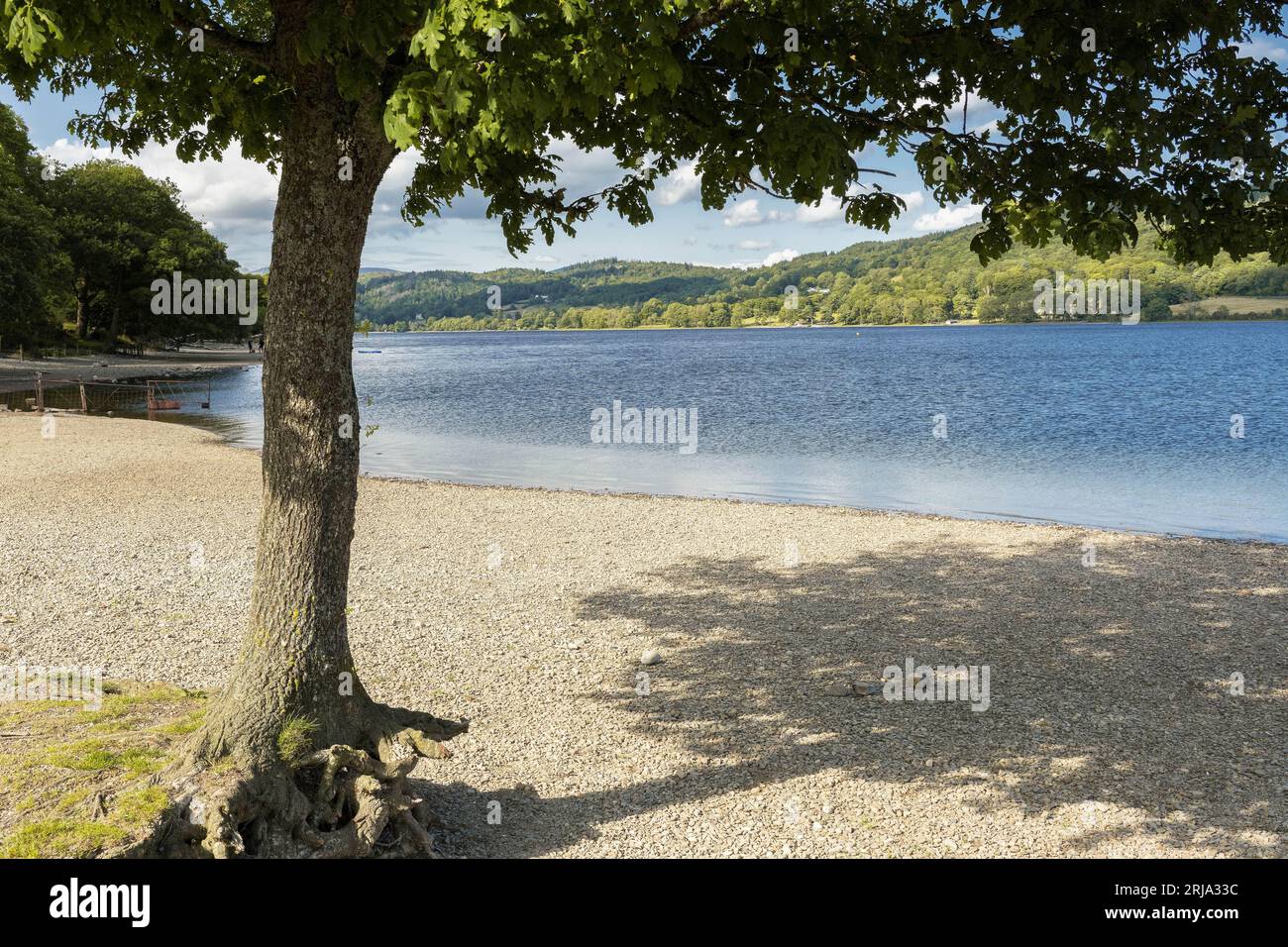 Tree at Coniston Water, Lake District, UK Stock Photo - Alamy