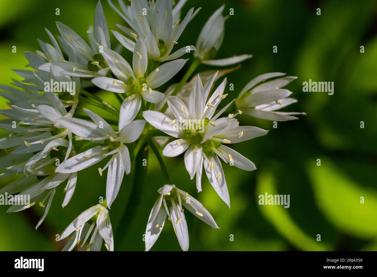 Beautiful blooming white flowers of ramson - wild garlic Allium ursinum ...