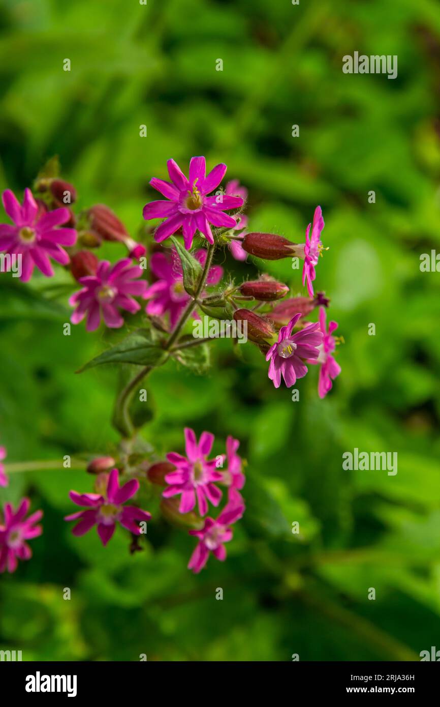 Silene dioica Melandrium rubrum, known as red campion and red catchfly ...
