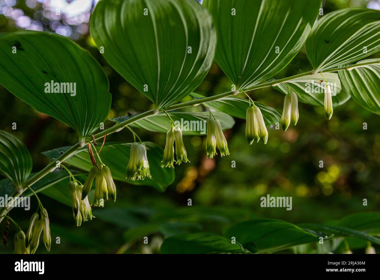 Polygonatum multiflorum, the Solomon's seal, David's harp, ladder-to ...