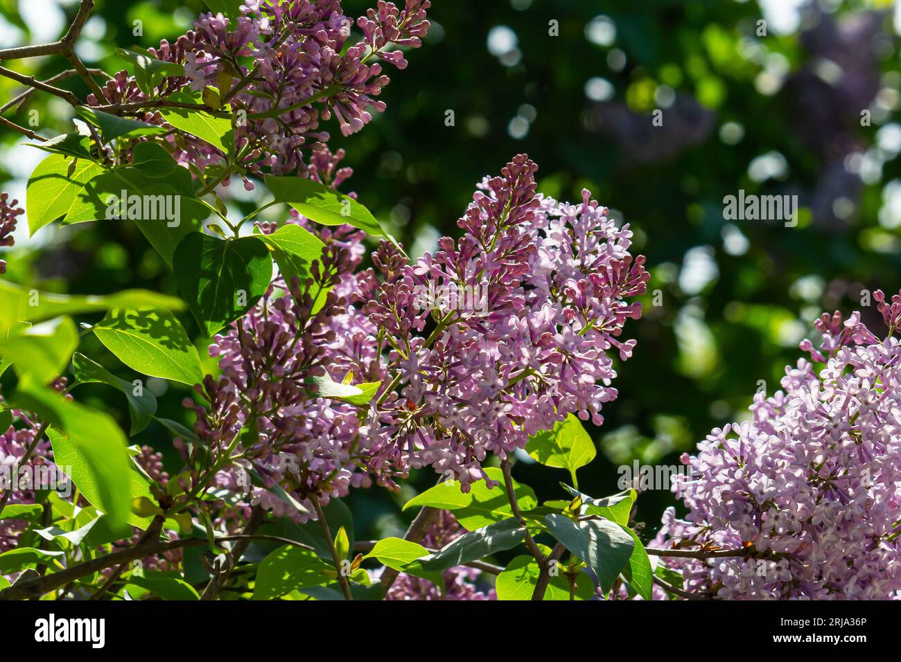 purple lilac shrub blossoms in spring. Beautiful floral nature ...