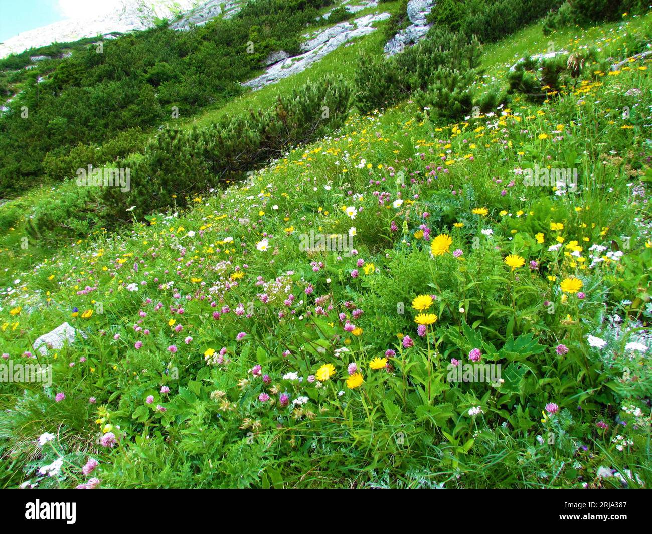 Pine clover hi-res stock photography and images - Alamy