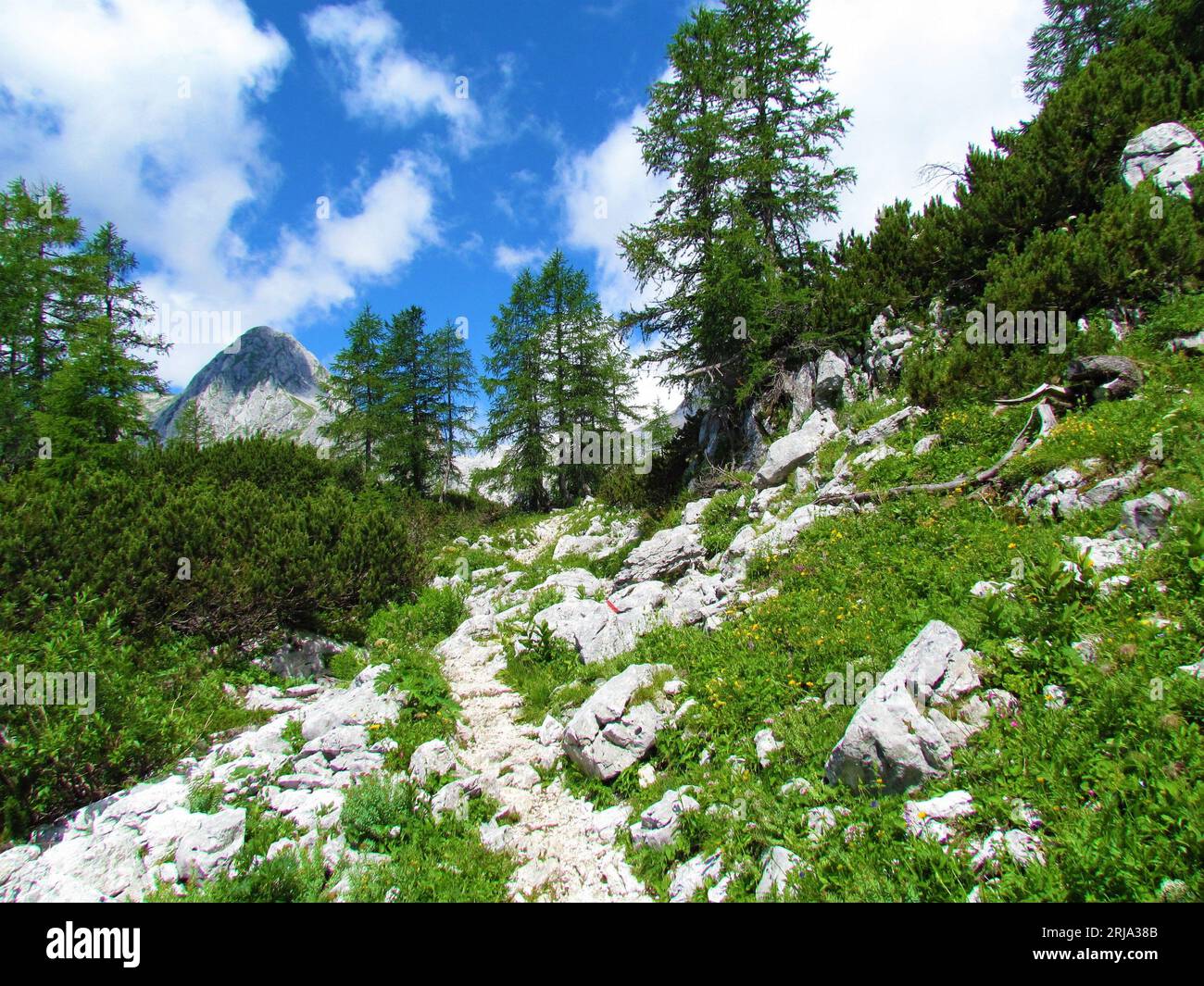 Beautiful alpine landscape with large rock, mugo pine and larch trees ...