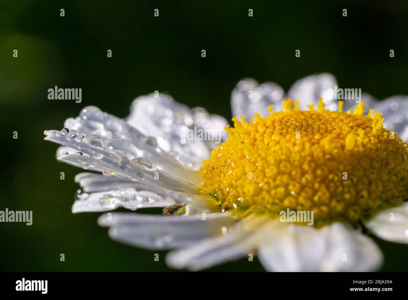 Wild daisy flowers growing on meadow, white chamomiles. Oxeye daisy ...